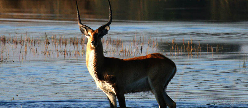 Kafue Lechwe standing in the shallows along the edge of the lake