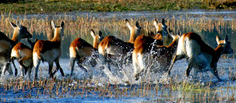 Kafue Lechwe running through the shallows on the edge of the lake..